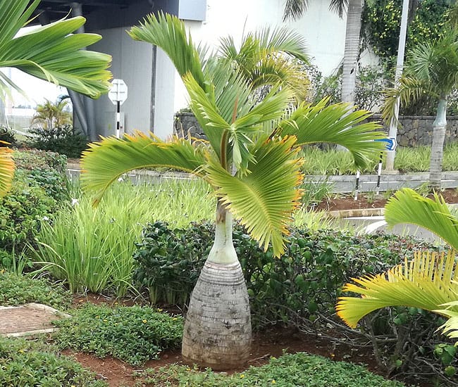 Bottle Palm Ahaban Bottle Palm Ahaban